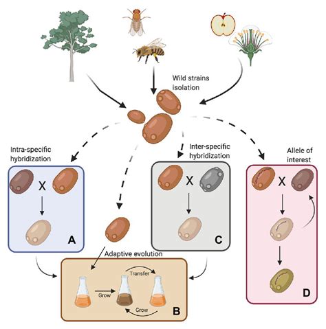 Sources For Obtaining Wild Saccharomyces Cerevisiae Strains And Their Download Scientific