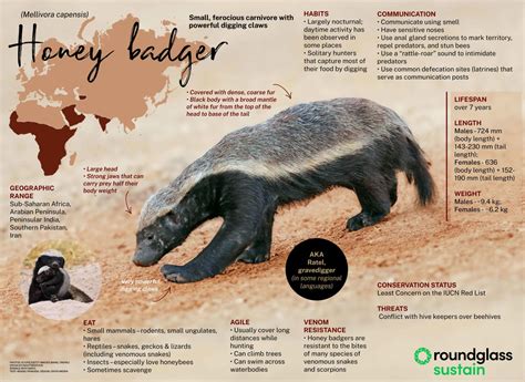 What Do Badgers Eat What Do Honey Badgers Eat