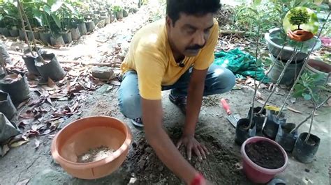 অরিজিনাল আপেল গাছ । হরিমন 99চিনবেন কিভাবে মাটি তৈরি ও প্রতিস্থাপন