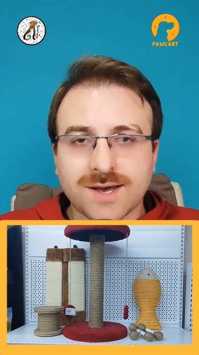 🟠 კატის საფხაჭნი პაატაწამალაშვილი Pawcast პაუკასტი კატა Cat ფორიუ Foryou ზოოარეა