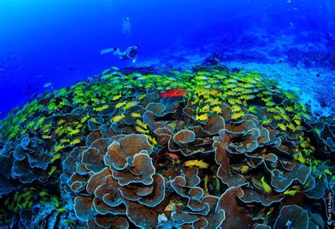 A Coral Reef Preservation Program In Indonesia Captain Cause