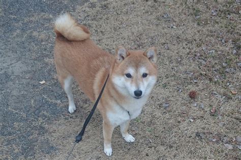犬は飼い主に似てくる のんびり主婦ブログ