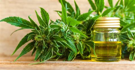 Uk Fsa Issues New Guidelines For Cbd And Thc Max Levels