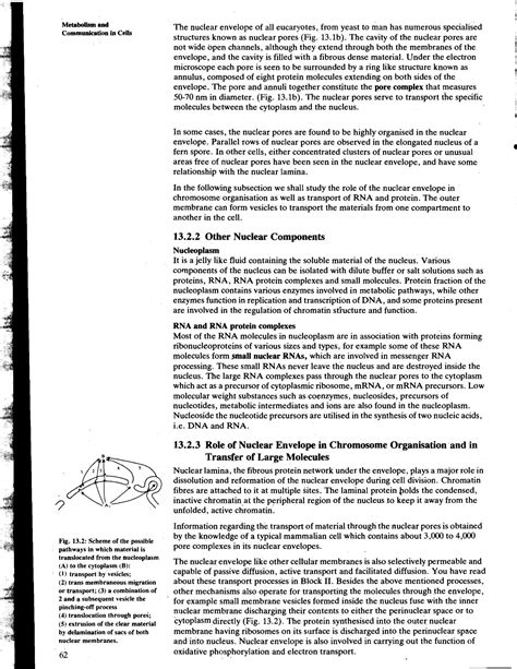 SOLUTION Nucleus Structure And Function Studypool