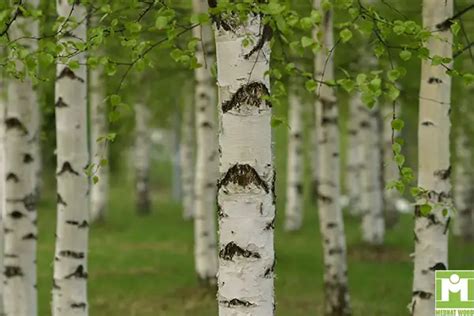 چوب توس، زیبایی ظریف و کاربردهای متنوع مدحت وود