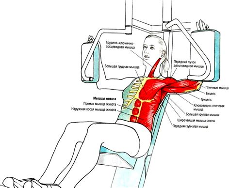 Сведение рук на тренажере с подушками для предплечий — Sportwiki