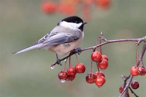 34 Backyard Birds Of The Pacific Northwest Picture And Id Guide