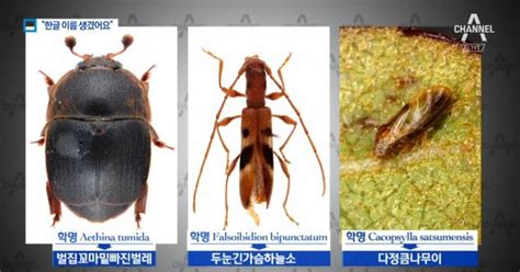 한글이름 생긴 곤충들두눈긴가슴하늘소