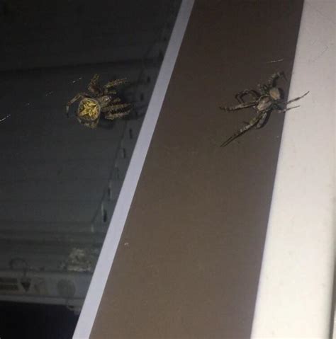 Id Request St Louis Mo Found These Two Being Friendly More Pics