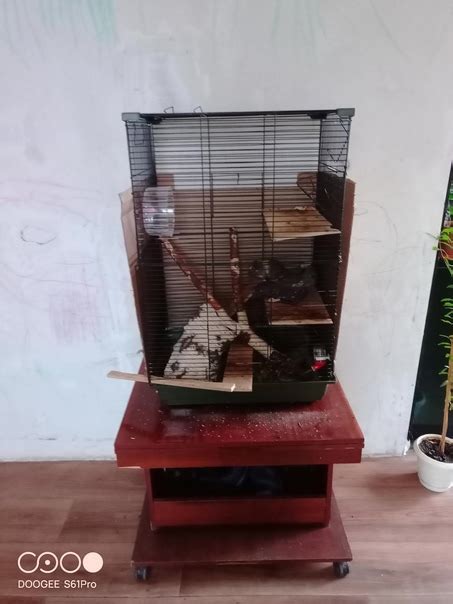 Игривые белки кушают в соответствии с собой любят курагу овощи корм для кроликов клетка