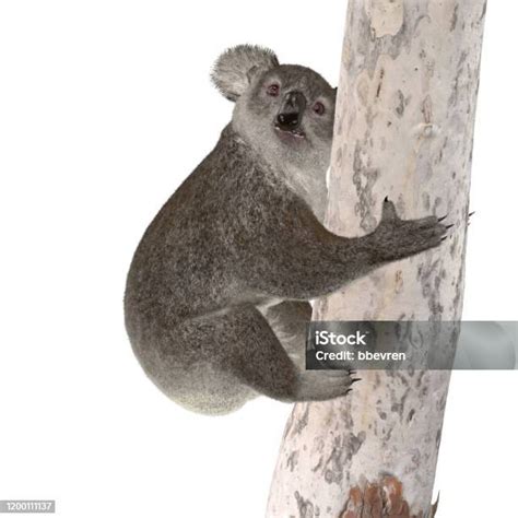 코알라 곰 유칼립투스 나무에 올라 카메라 고립 된 흰색 배경 3d 렌더링을보고 3차원 형태에 대한 스톡 사진 및 기타 이미지 3차원 형태 귀여운 그린란드 Istock