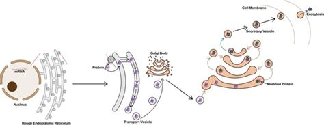 54 Cell Membrane Modification Royalty Free Photos And Stock Images