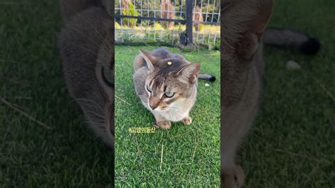 나뭇잎 모자쓴 아비🍃 고양이동산 유기묘 고양이카페 Youtube