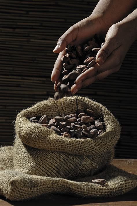 60 000 Gambar Biji Kakao Coklat And Biji Kopi Gratis Pixabay