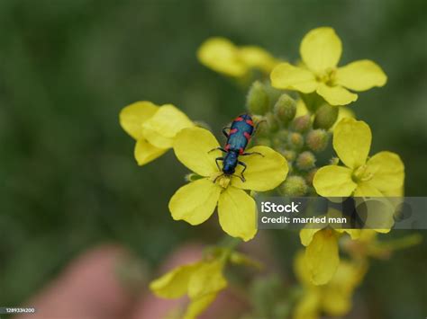 화창한 봄날에는 트리코데스 파바리우스의 작은 붉은 검은 딱정벌레가 노란 카놀라 꽃위에 자리잡고 있습니다 자연 서식지에서 곤충을 관찰합니다 0명에 대한 스톡 사진 및 기타