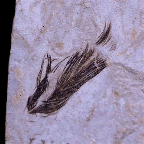 0 5 Rare Detailed Fossil Bird Feather Green River Fm Uintah County Ut