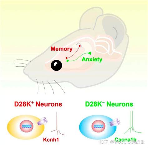 Neuron 华中科技大学揭示调节焦虑和记忆的胆碱能神经元的作用机制 知乎