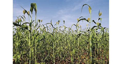 Французи дават семена и торове за сорго изкупуват реколтата Български Фермер