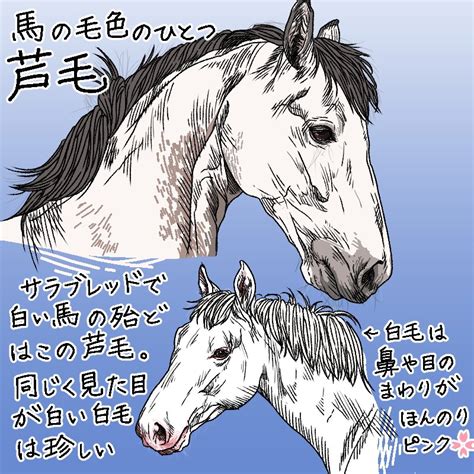 「今回は芦毛のお話です。競馬場や放牧地でも目立ち、何より可愛いのでファンが多い毛色ですね😊 4枚目のイラストの右側の馬は」西郷トロの漫画