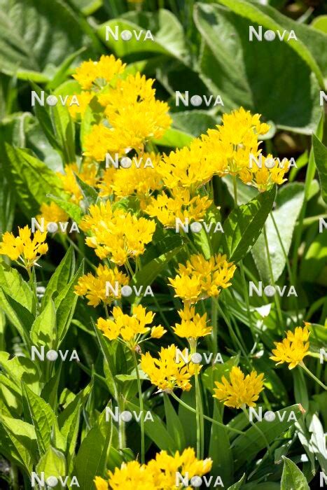 Allium moly