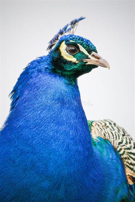 Closeup Of An Indian Male Peafowl Commonly Known As A Peacock