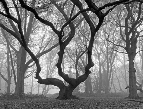Winter Tree Walk On Barnes Common Barnes Common Limited