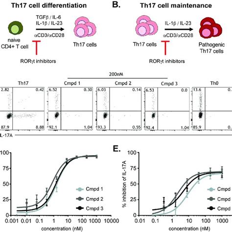 Rorγt Mediated Inhibition Of Il 17a Production In Human Th17 Cell Download Scientific Diagram