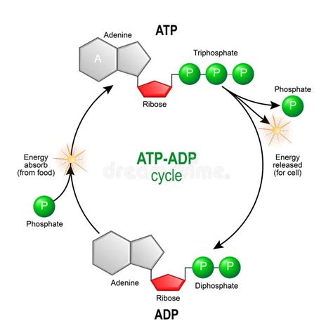 Ciclo Di ADP Di ATP L ATP Dell adenosina Trifosfato è Un Chemica