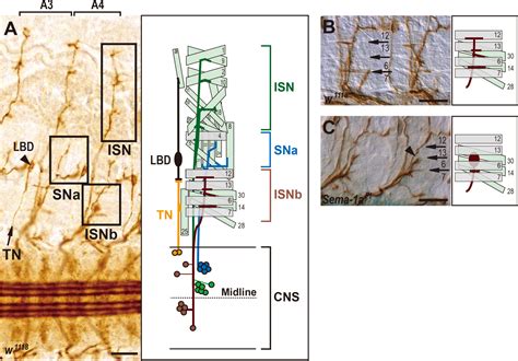 Visualization Of The Axonal Projection Pattern Of Embryonic Motor