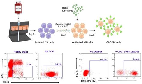 300 Development Of Car Nk Cells For The Treatment Of Human Glioblastoma