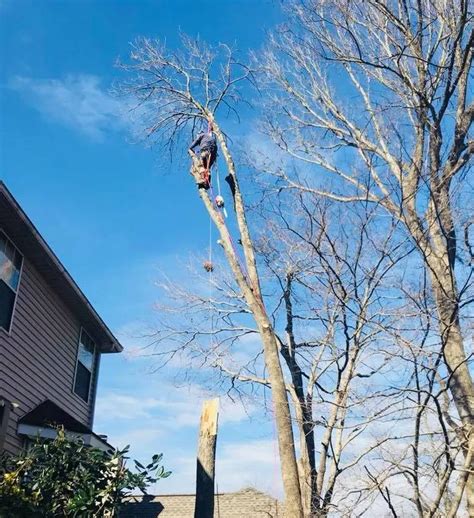 tree trimming and pruning franklin franklin tree service