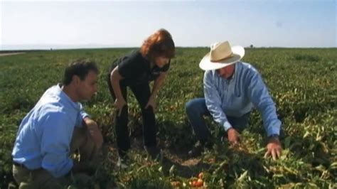 Michael Angelos Tomatoes At Cardella Ranch Youtube