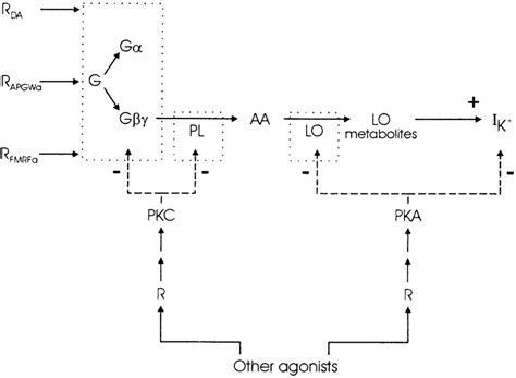 Minimal Hypothetical Scheme Of The Signal Transduction Routes Involved Download Scientific