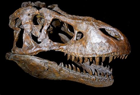 Tyrannosaurus Rex Skull Fossil Photograph By Millard H Sharp Fine