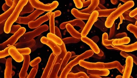 Bacteria Cell Tuberculosis Mycobacterium Tuberculosis Tb Bacteria