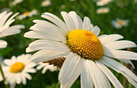 Ardisia Crenata Coltivazione Cura Parassiti