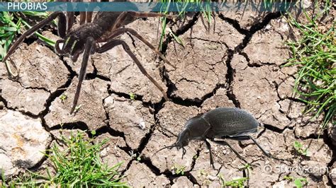 Flooding Therapy Overview And Technique What Is Flooding In Psychology Lesson