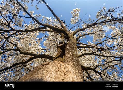 Wonderful Flowers Of A White Ipe Tree Tabebuia Roseo Alba Ridley Sandwith Known As Ipê