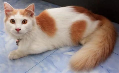 3 Jenis Kucing Anggora Dan Cara Merawatnya Tokopedia Blog