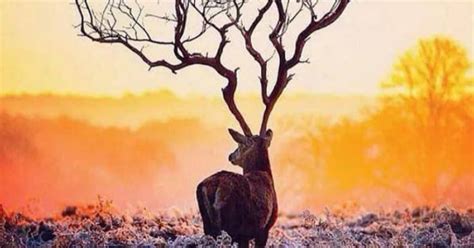 사슴과 나무 중 무엇이 가장 먼저 보이나요 가장 먼저 보인 대상은 미래의 당신 삶을 말해줍니다 웰빙미디어