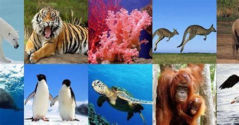 Causas y Consecuencias de los Animales en Peligro de Extinción