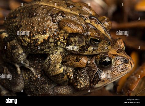 Southern Toad Bufo Terrestris Breeding Behavior Central Florida Usa