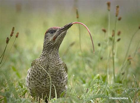 Do Birds Have Tongues All Your Questions Answered