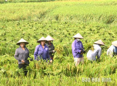 Nông Dân Mường Động Hối Hả Thu Hoạch Lúa Vụ Mùa