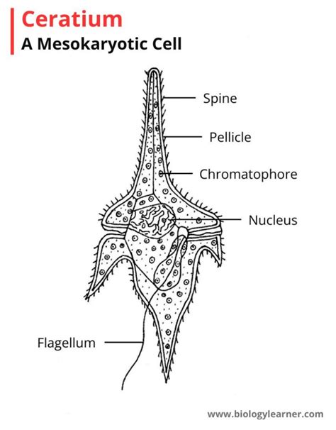 Ceratium Diagram Solved Alveolatesdinoflagellates Ceratium