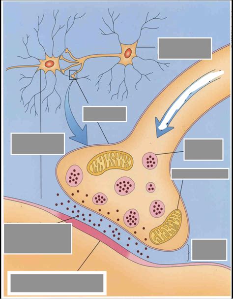 2 20 Extended Between Neuron Chemical Signaling Diagram Quizlet