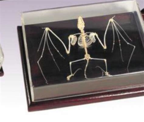 Schelet Liliac Material Didactic