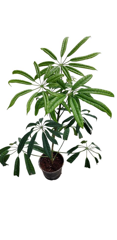 Schefflera Albido Bracteata Nature Sense
