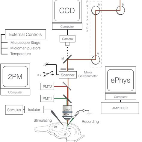 Schematic Of Two Photon Excitation Microscopy Imaging And Recording