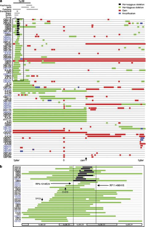 A Diagram Mapping All Copy Number Abnormalities On Chromosome 1 Copy Download Scientific